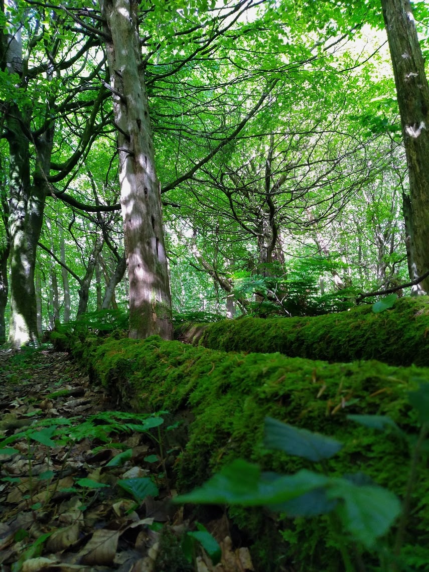 beech light – Basgallop Blog