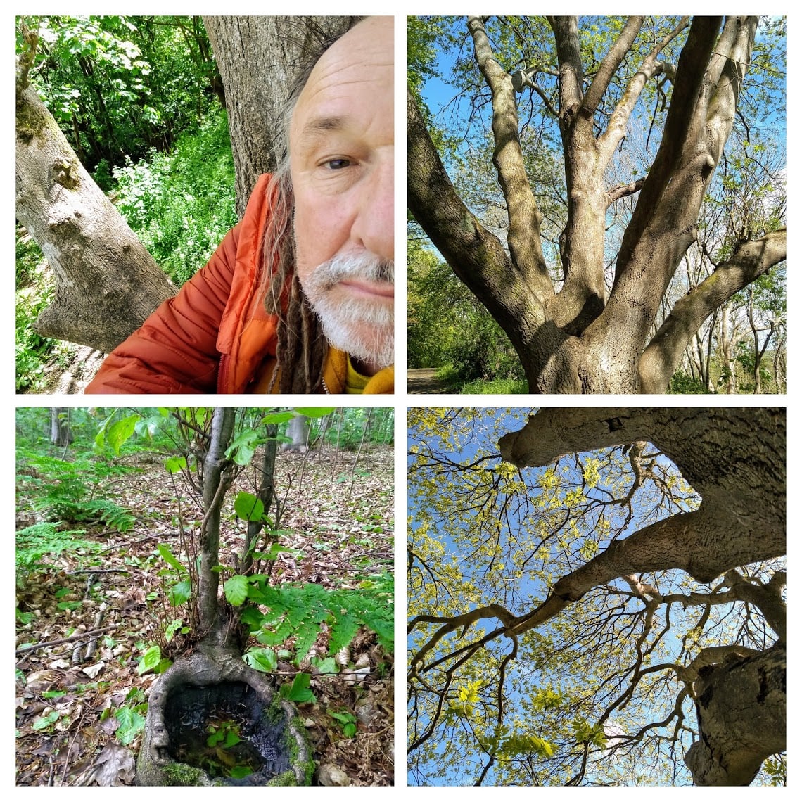 beech light – Basgallop Blog